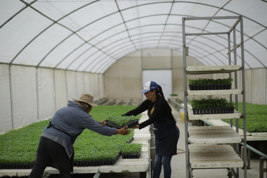 Baja Plants – Producción Profesional de Plántulas de Hortalizas e Injertos