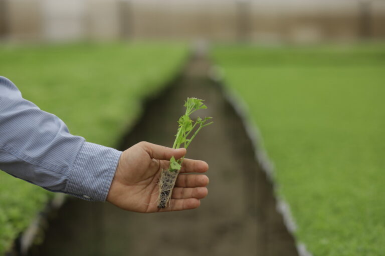 Baja Plants – Producción Profesional de Plántulas de Hortalizas e Injertos