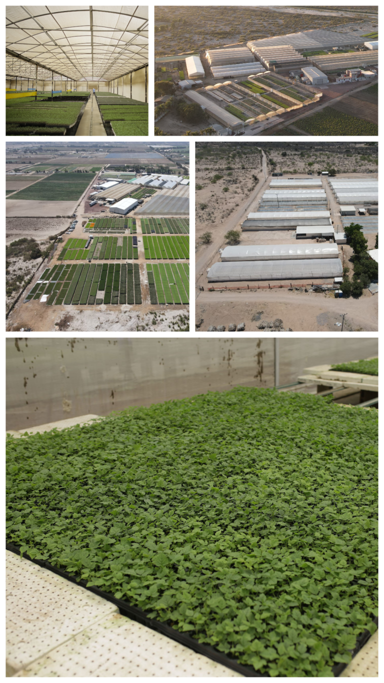 Baja Plants – Producción Profesional de Plántulas de Hortalizas e Injertos